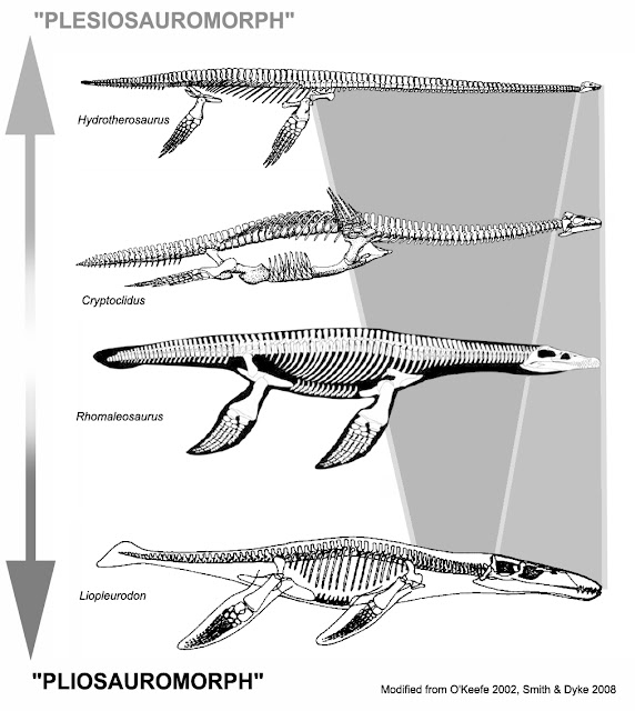 Theropoda: Il primo scheletro di plesiosauro italiano! (Cau e Fanti 2013)