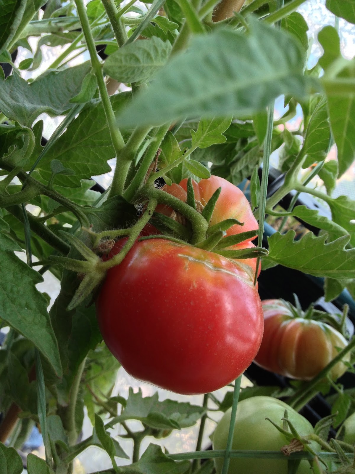 PEMBE DOMATES AĞI - MERKEZ: "EVDE PEMBE DOMATES SERUVENI": 2013 YAZININ ...