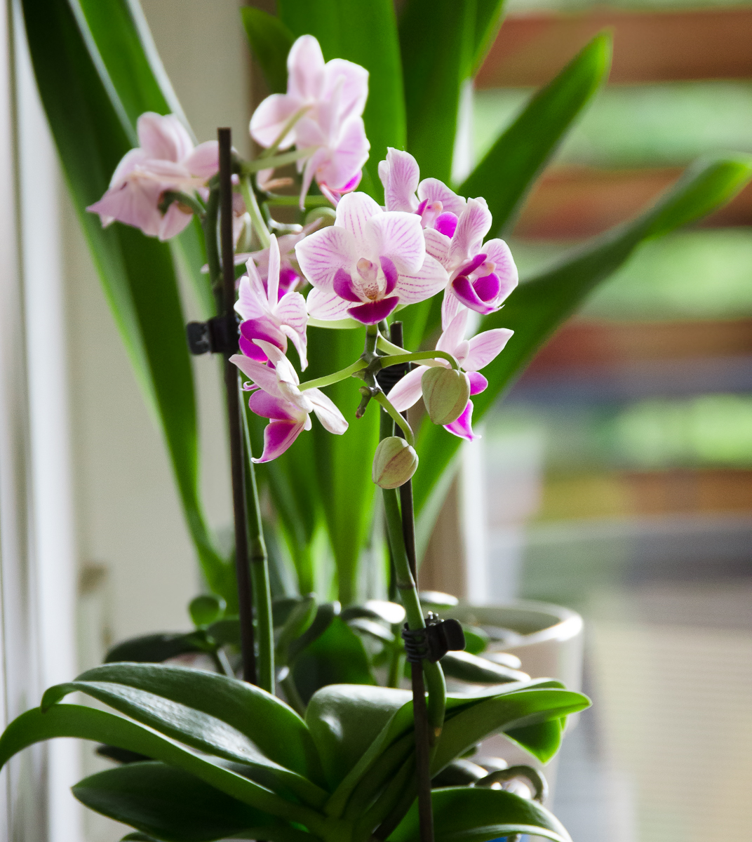 flowers & garden: ORHIDEJA Falenopsis (Phalaenopsis) mini