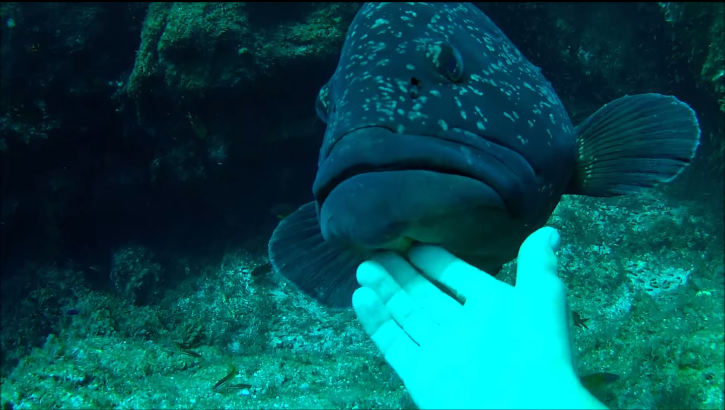 Mergulhar no ilhéu das formigas - I Love Azores