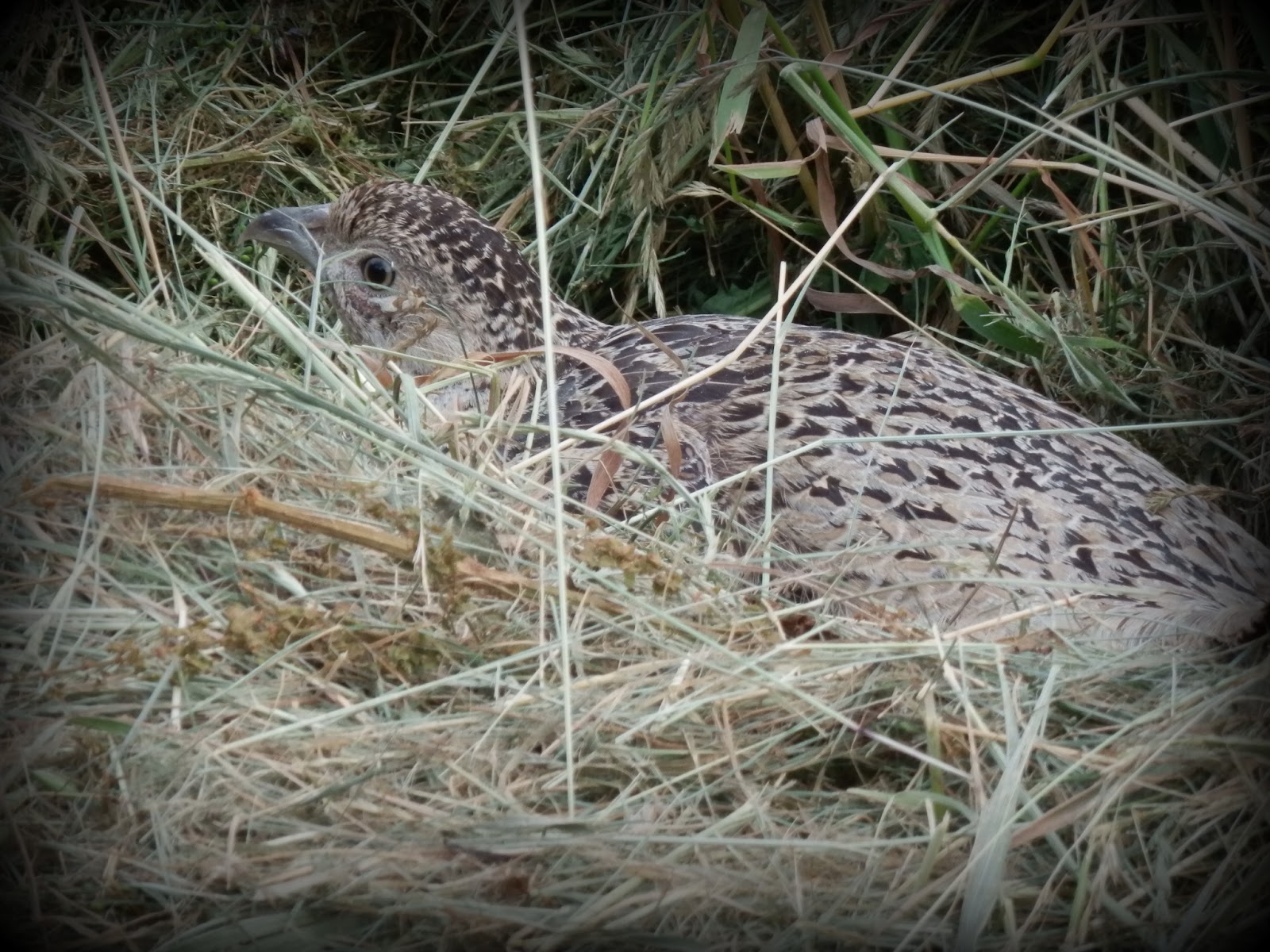 Pheasant nest