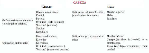 EMBRIOLOGIA ORAL: Crecimiento del Craneo