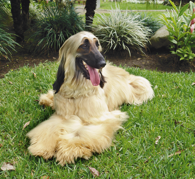 Psy rasy Chart Afgański | Na psim tropie