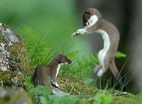 SilentOwl: The Stoat. Easóg.