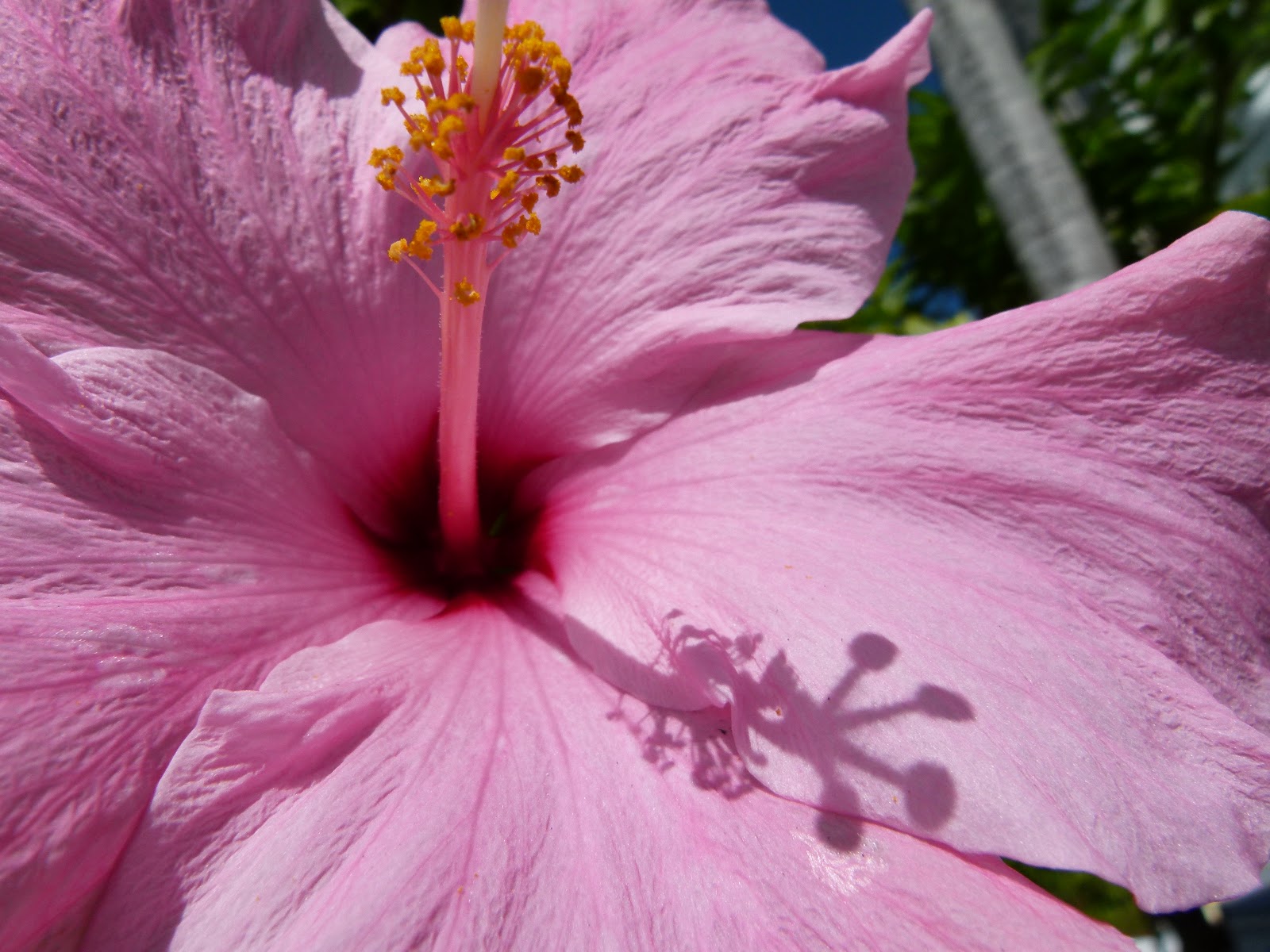 Visit Key West: Fantastic flowers of Key West
