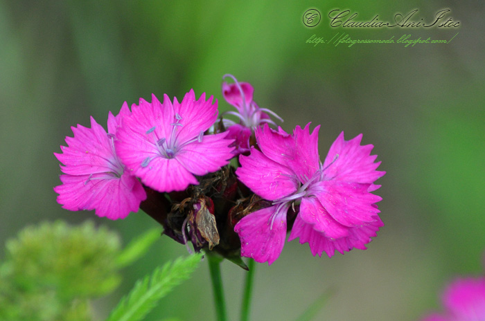 In linii mari: Dianthus giganteus (Garofite)