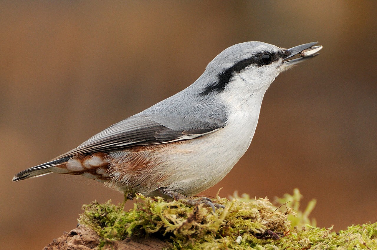 Udstuen Naturbilder: Småfugler
