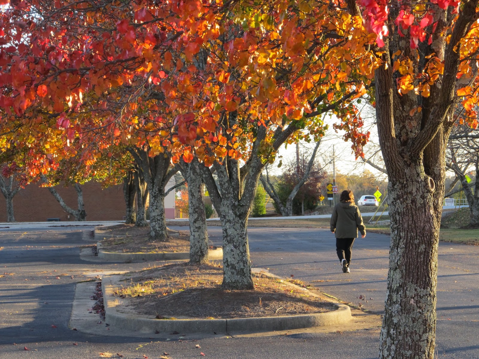 Georgia Girl With An English Heart: Georgia In November