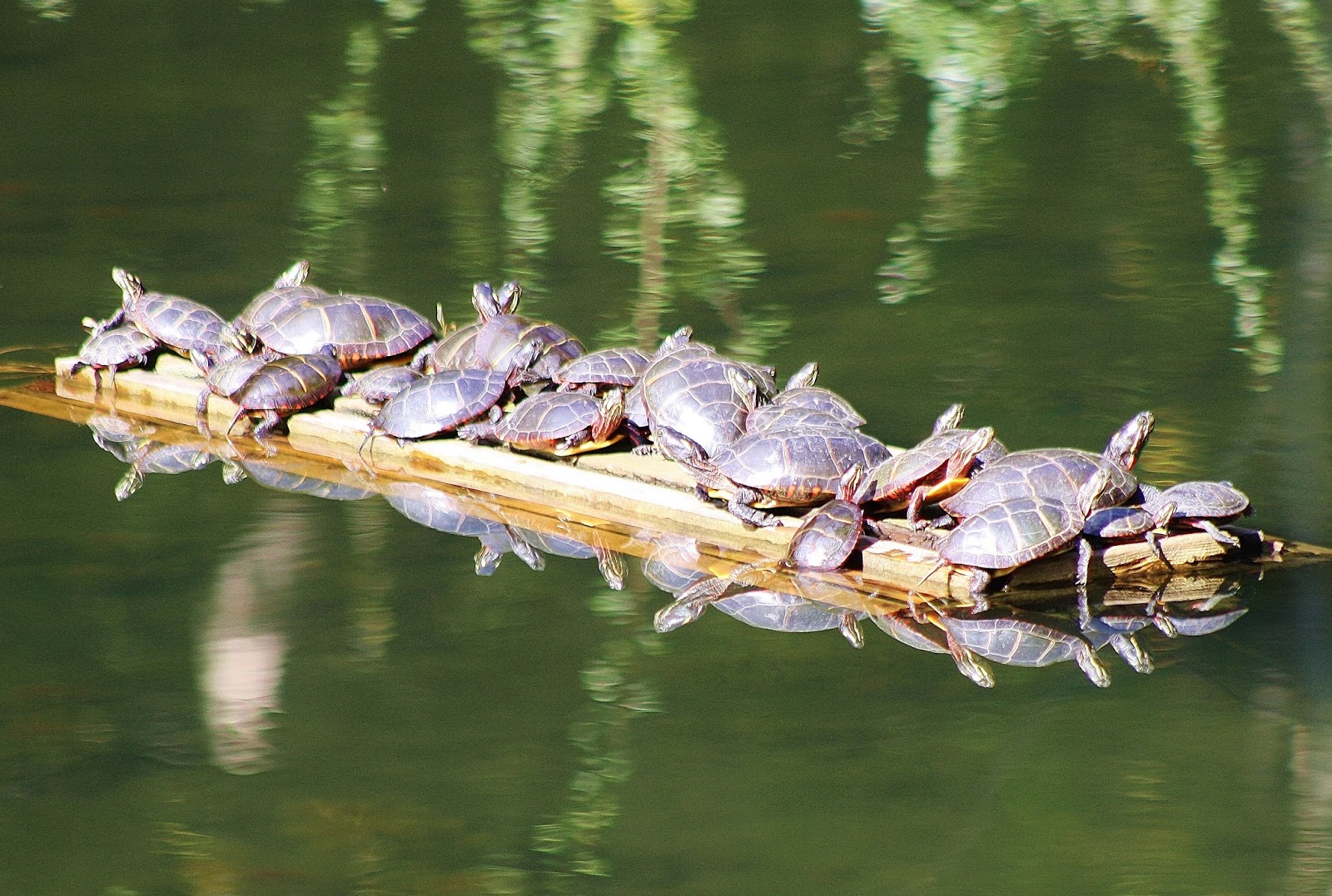 My blog/blob: How Many Turtles?