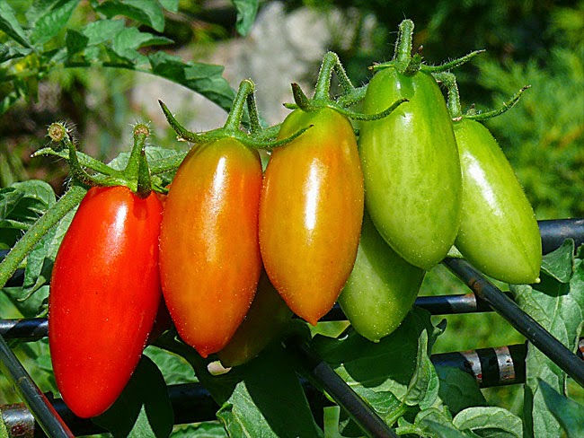 Hormon pada Tumbuhan dan Fungsinya - BRM