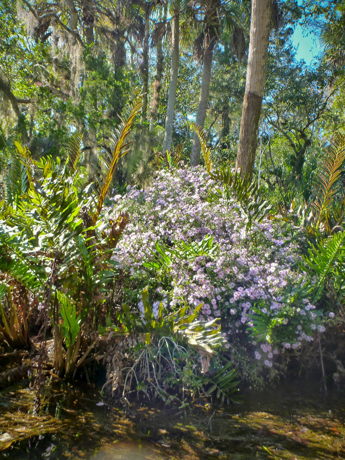 Old Florida: Colors of the Chaz