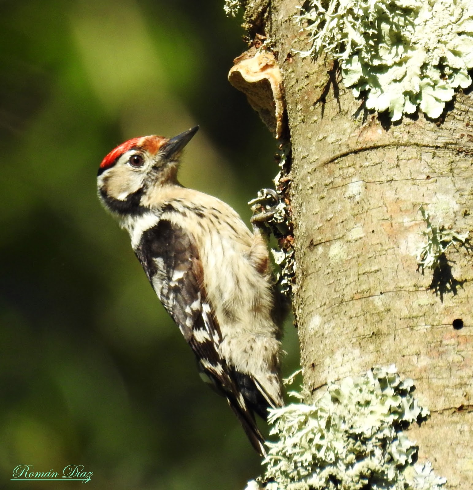 Fotoafición Román: Pico Menor (Dendrocopos minor)