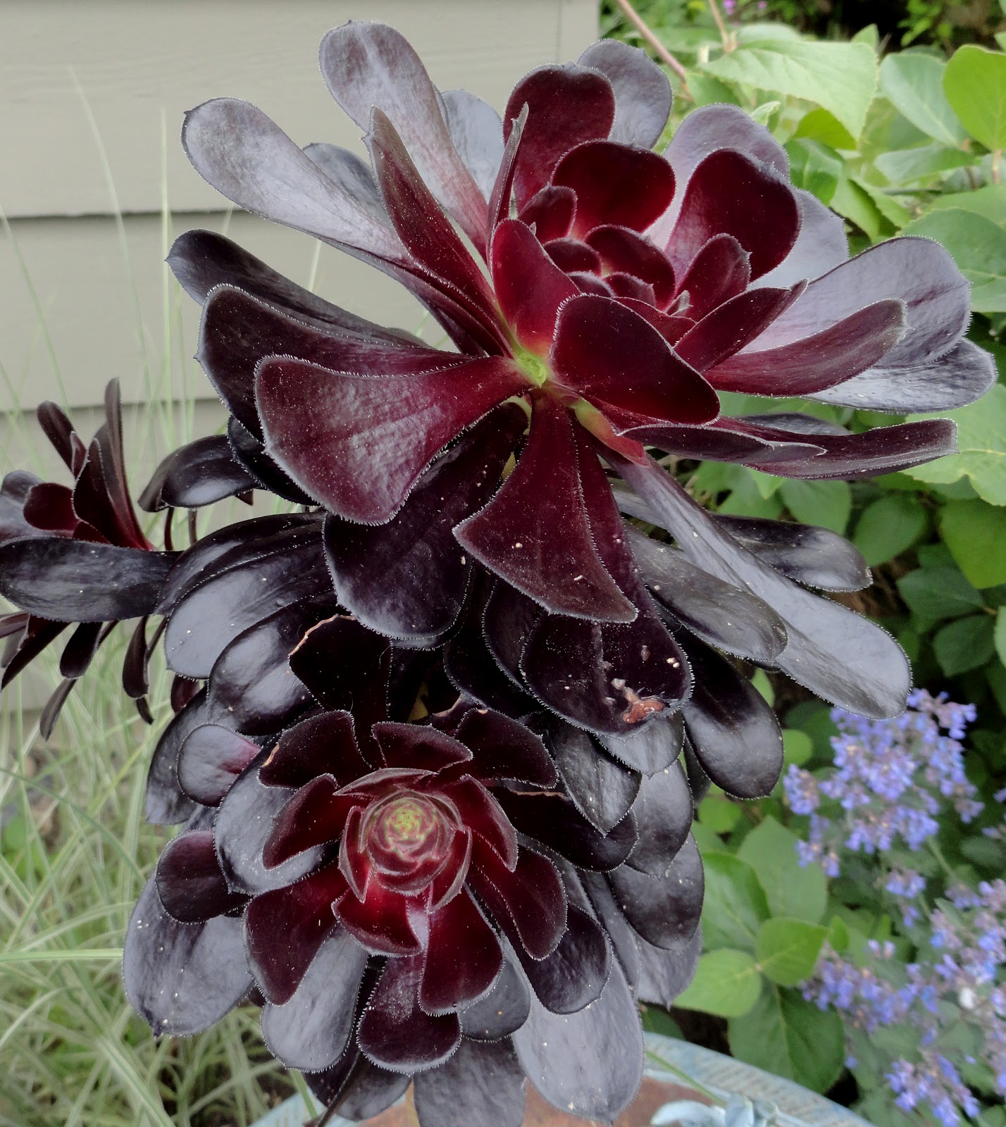 danger garden: Where the Melianthus blooms…