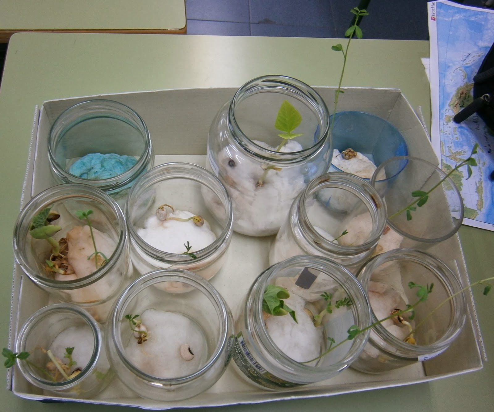 GERMINADOR DE SEMILLAS