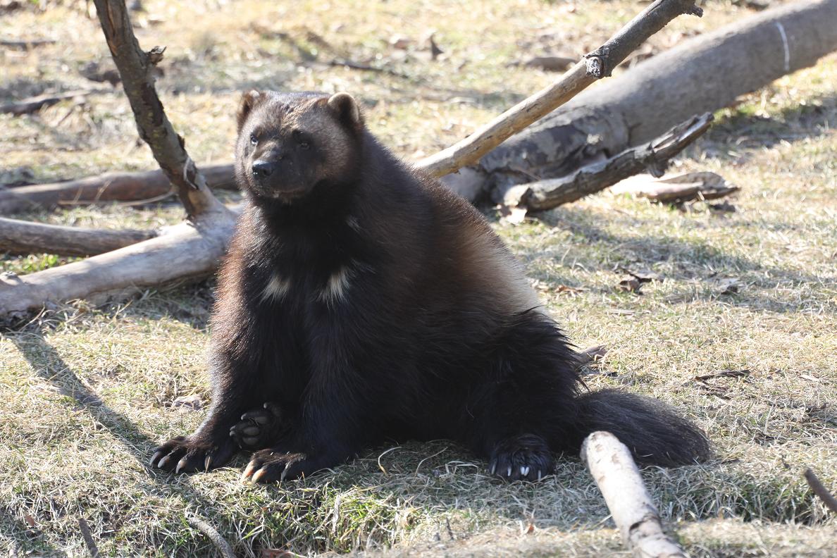 Michigan Exposures: And the Wolverines.....