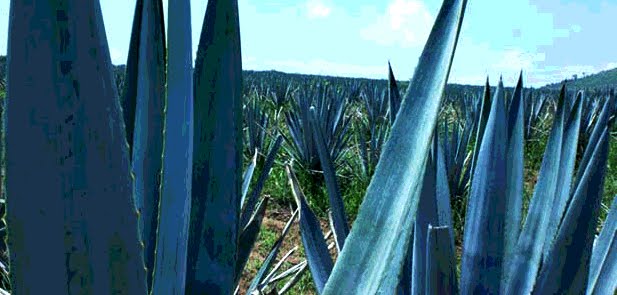 Conienatural: Agave Azul
