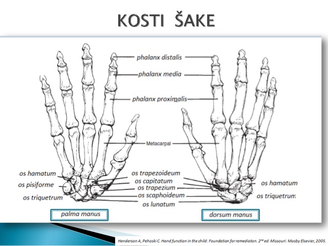 Latinski jezik za medicinske škole: Kosti šake