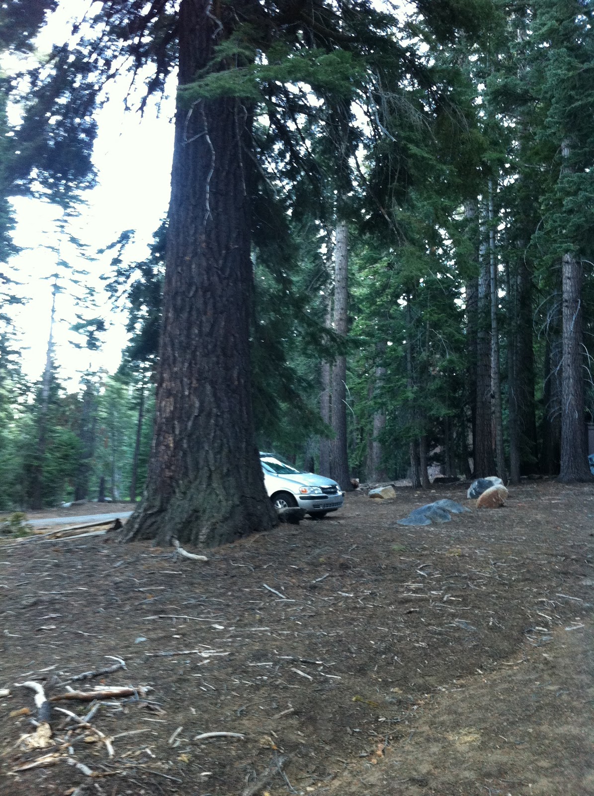 Ranger Dave Blog - Yosemite: Big Red Fir Trees