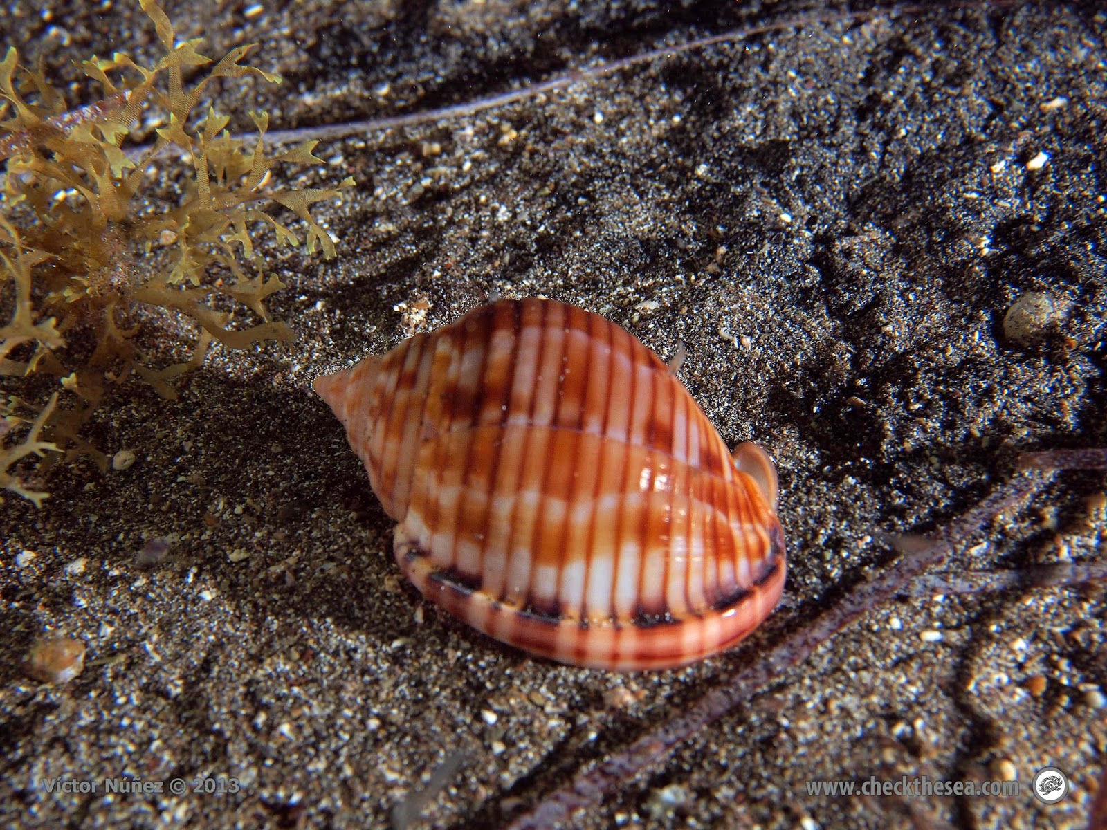 Check the Sea. Web de buceo y fotografía submarina de las Islas ...