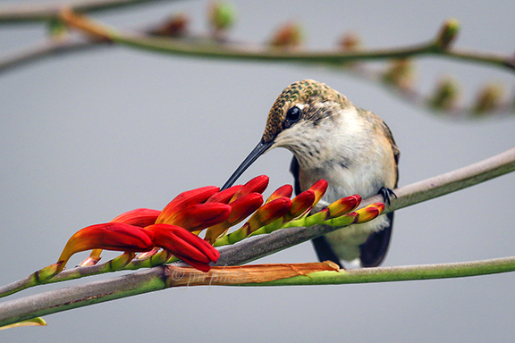 Jana Malinek Photography: HUMMINGBIRDS of Southern British Columbia