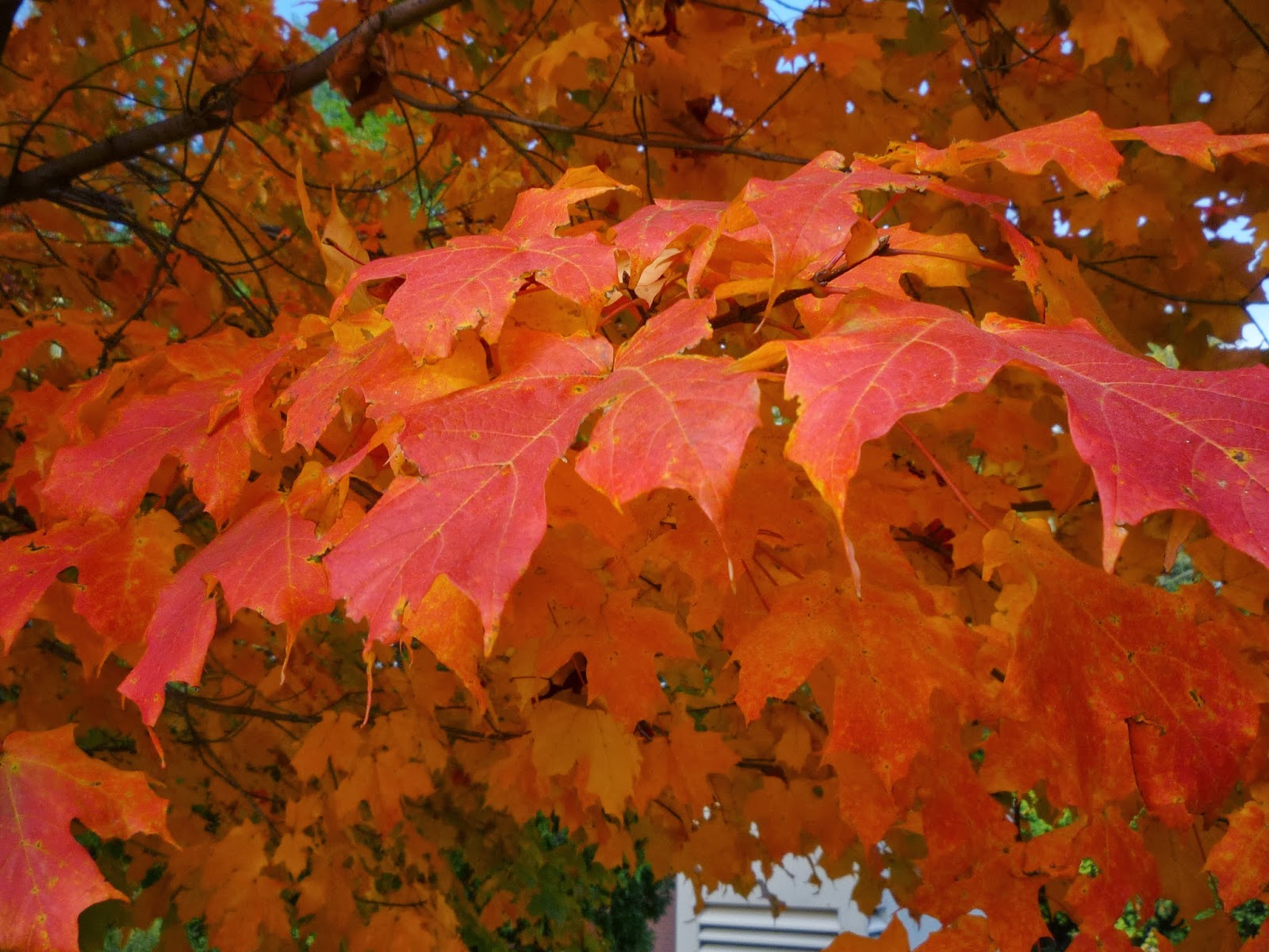 Vermont Foliage Photos. October leaf peeping. South Burlington, Vermont ...