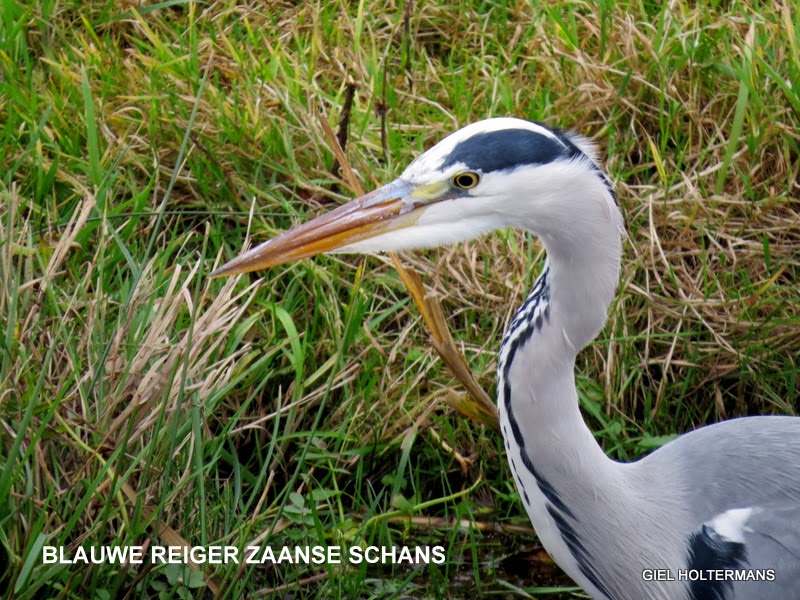 Natuurlijk vogelgielke: REIGERS