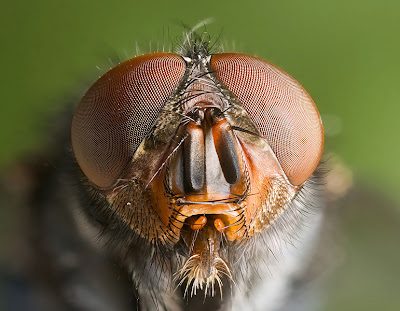 Kamus Istilah Biologi: Compound eye (Mata majemuk)