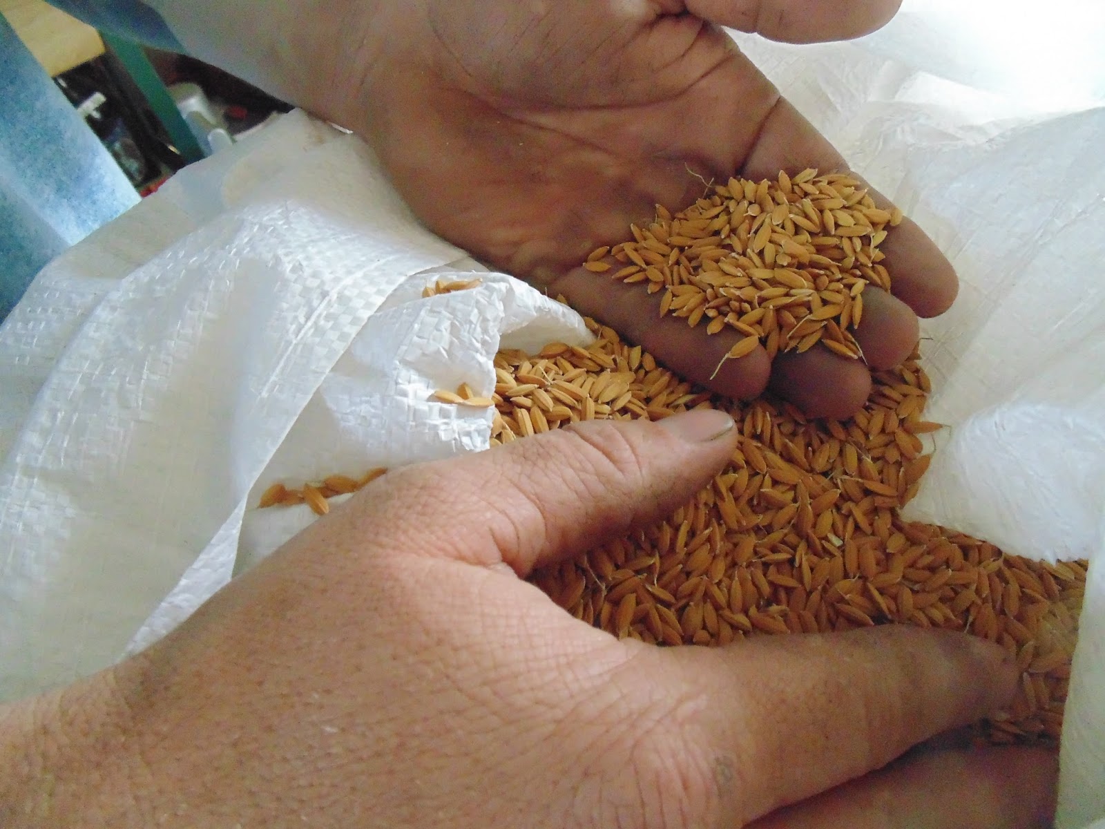 Healing Earth Farm: Carolina Gold: Our Adventurous Experimentation with ...