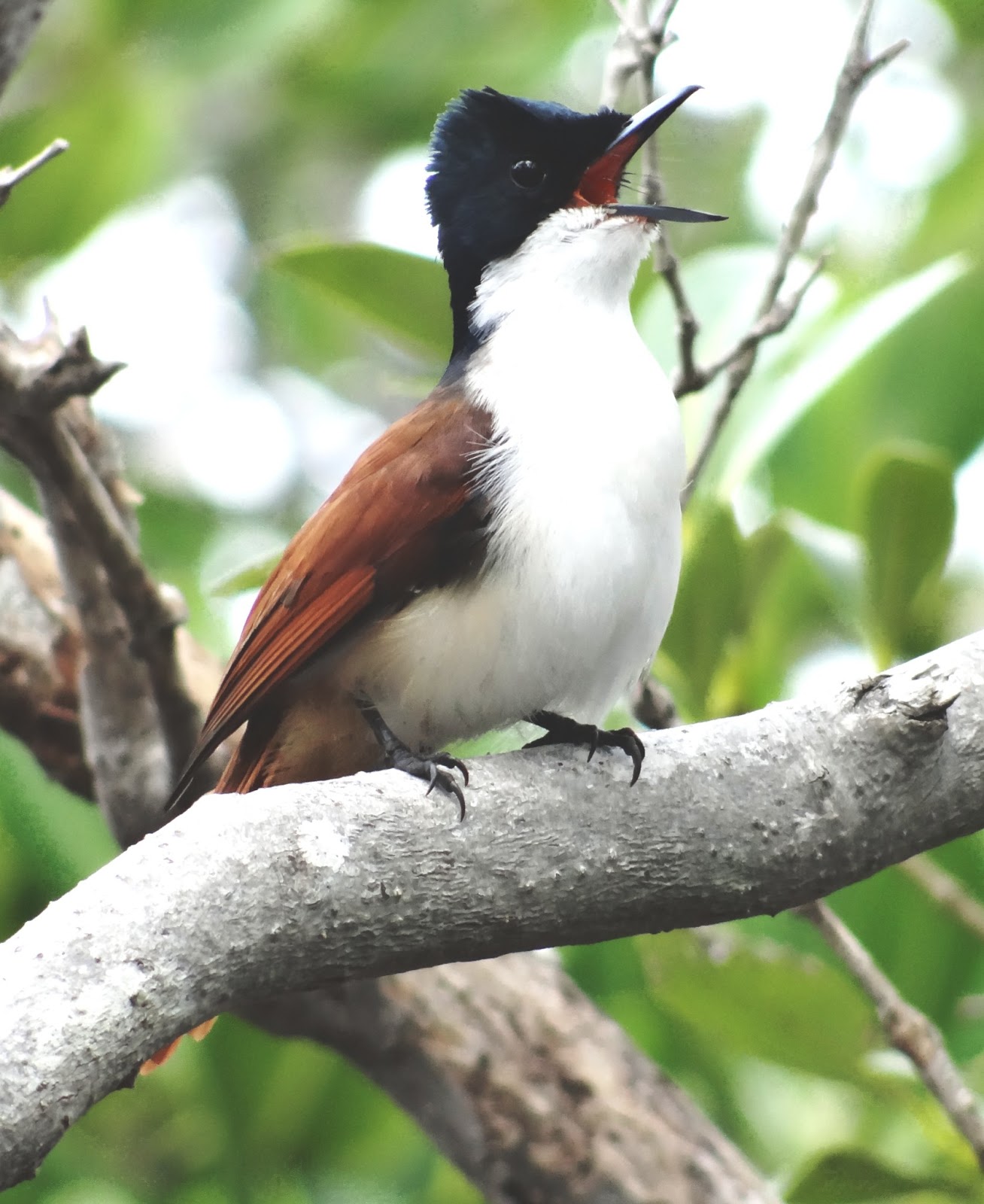 sunshinecoastbirds: Shining Flycatchers Galore on Kauri Creek