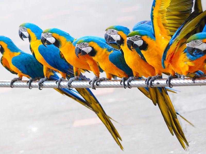 Memiliki Burung Parrot: Bagaimana Cara Penjagaan Burung Parrot, Panduan ...