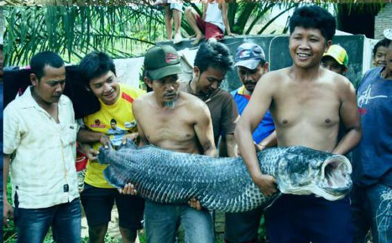 Lionel Messi In The Andres: Ikan Raksasa ditemukan di Sungai ...