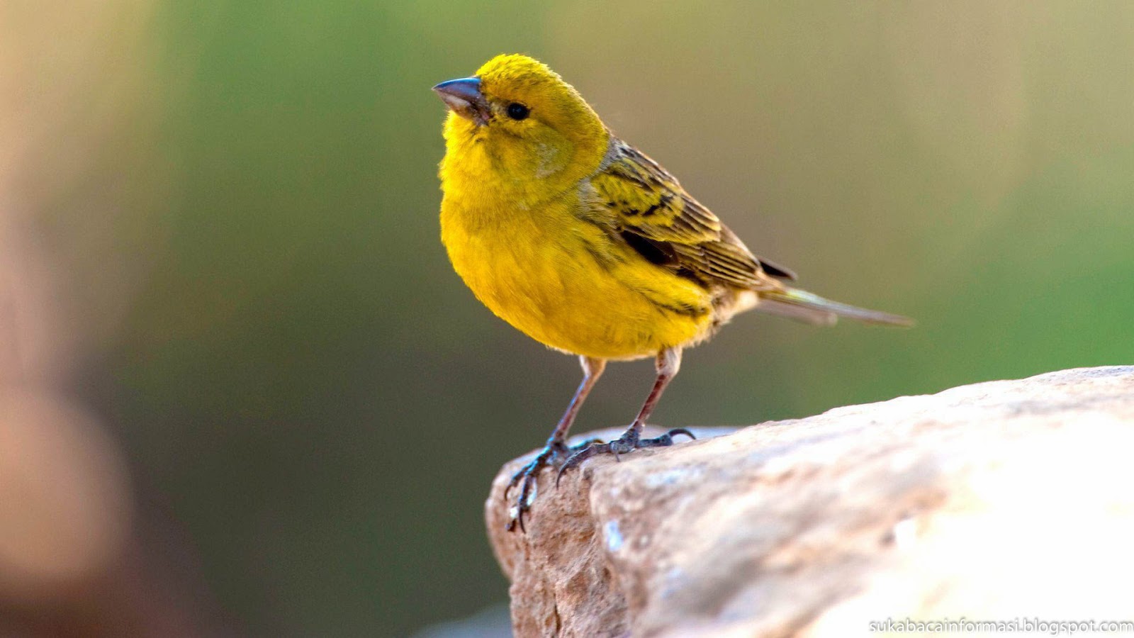 Kumpulan Foto Burung Kenari