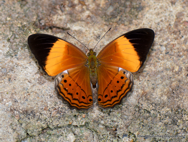 The Forested Path (and Beyond): BUTTERFLIES of RAUB: The Banded Yeoman ...