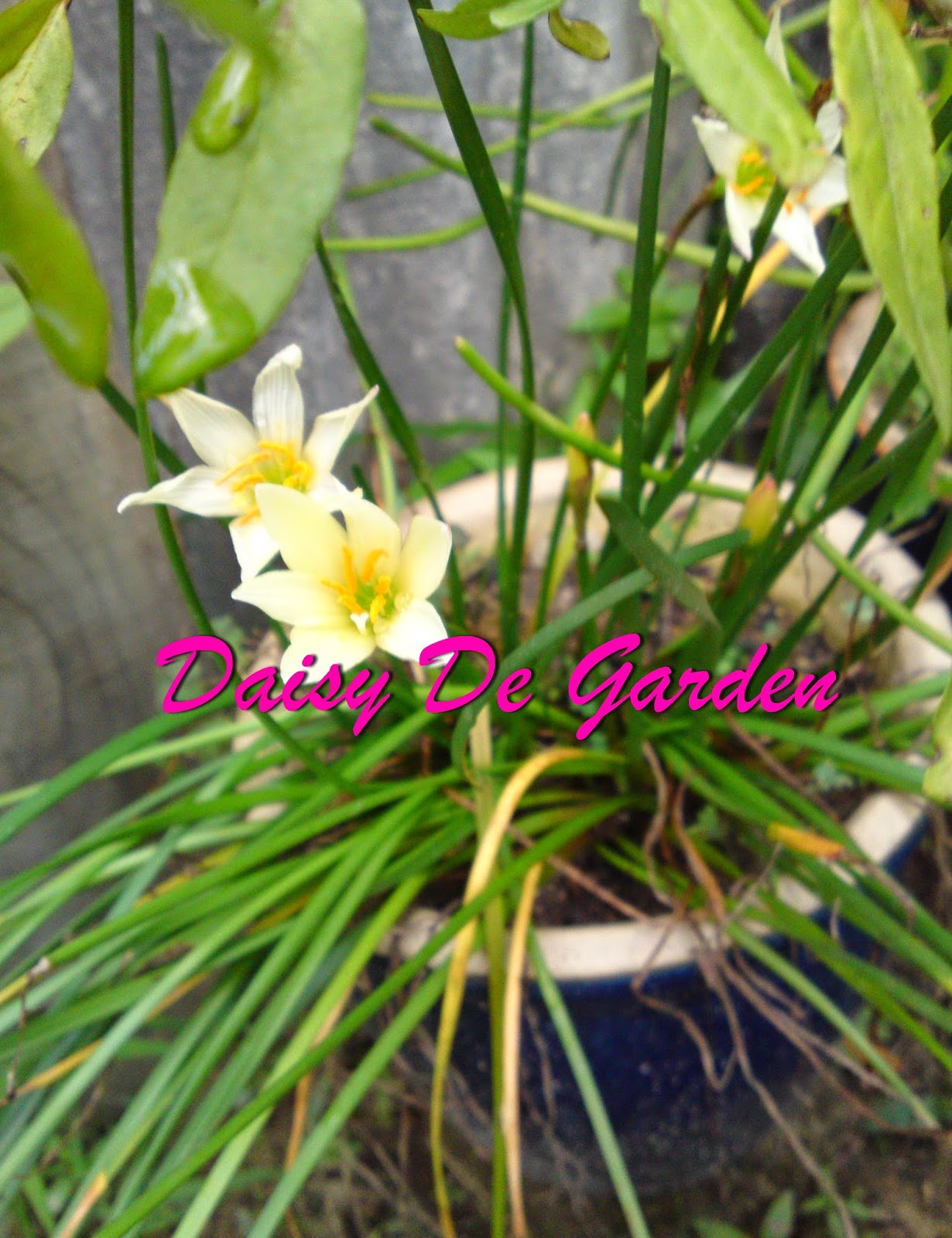 Baru 18+ Bunga Cantik Manis, Gambar Bunga