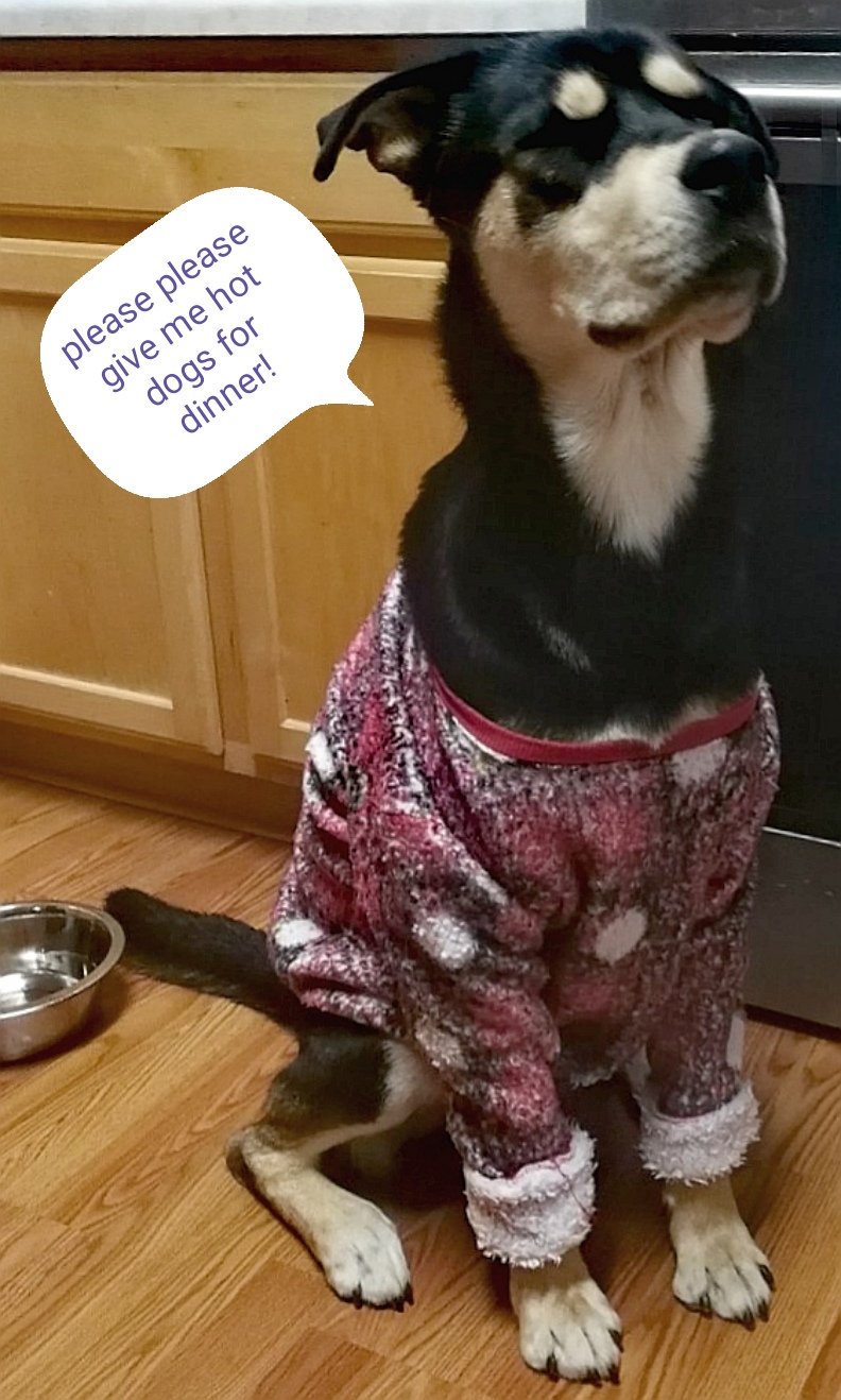Rottsky = Rottweiler + Husky: Cozy Sweater Weather