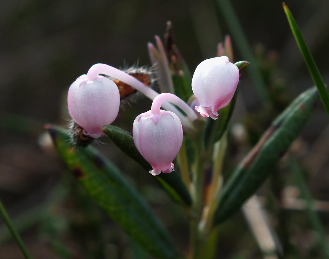 Harakan sivut: SUOKUKKA, RAATE ja MUURAIN