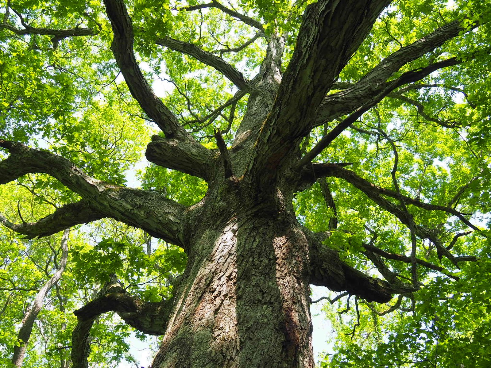Bloomington, IN: Big Oak Trail at Fairfax State Recreation Area (Lake ...