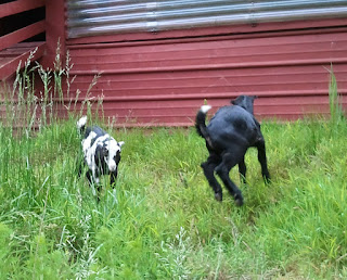 Sanctuary Farm: Baby Goats and Constipation