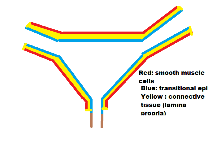 easyhumanatomy: Trigone of urinary bladder