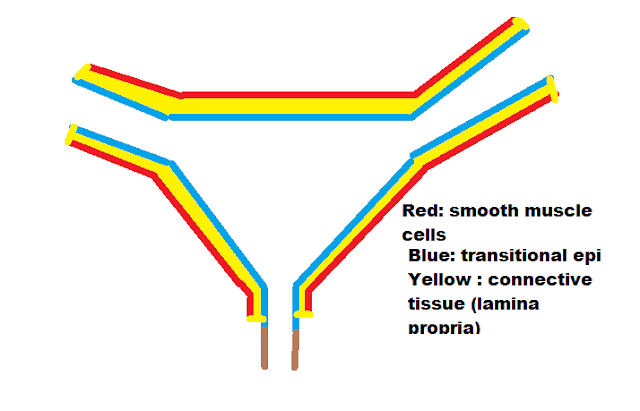 easyhumanatomy: Trigone of urinary bladder