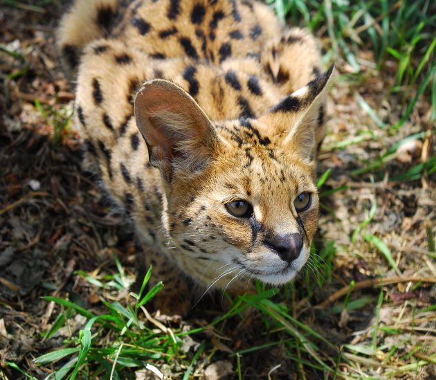 Serval | The Life of Animals