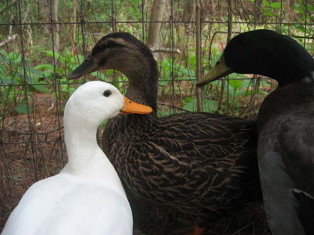 Clover: `Ducks' Ditty.'