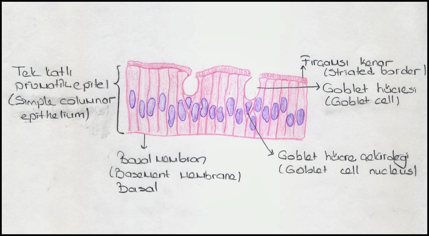 Lining Epithelium