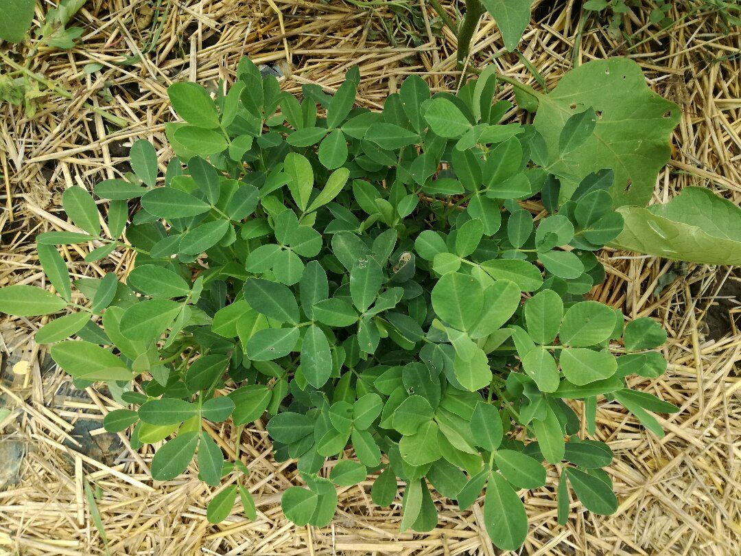 cele patru anotimpuri: Alune de pământ