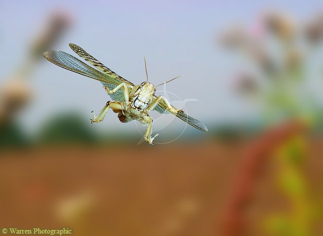 Animal Flight Lab: Span efficiency of desert locusts