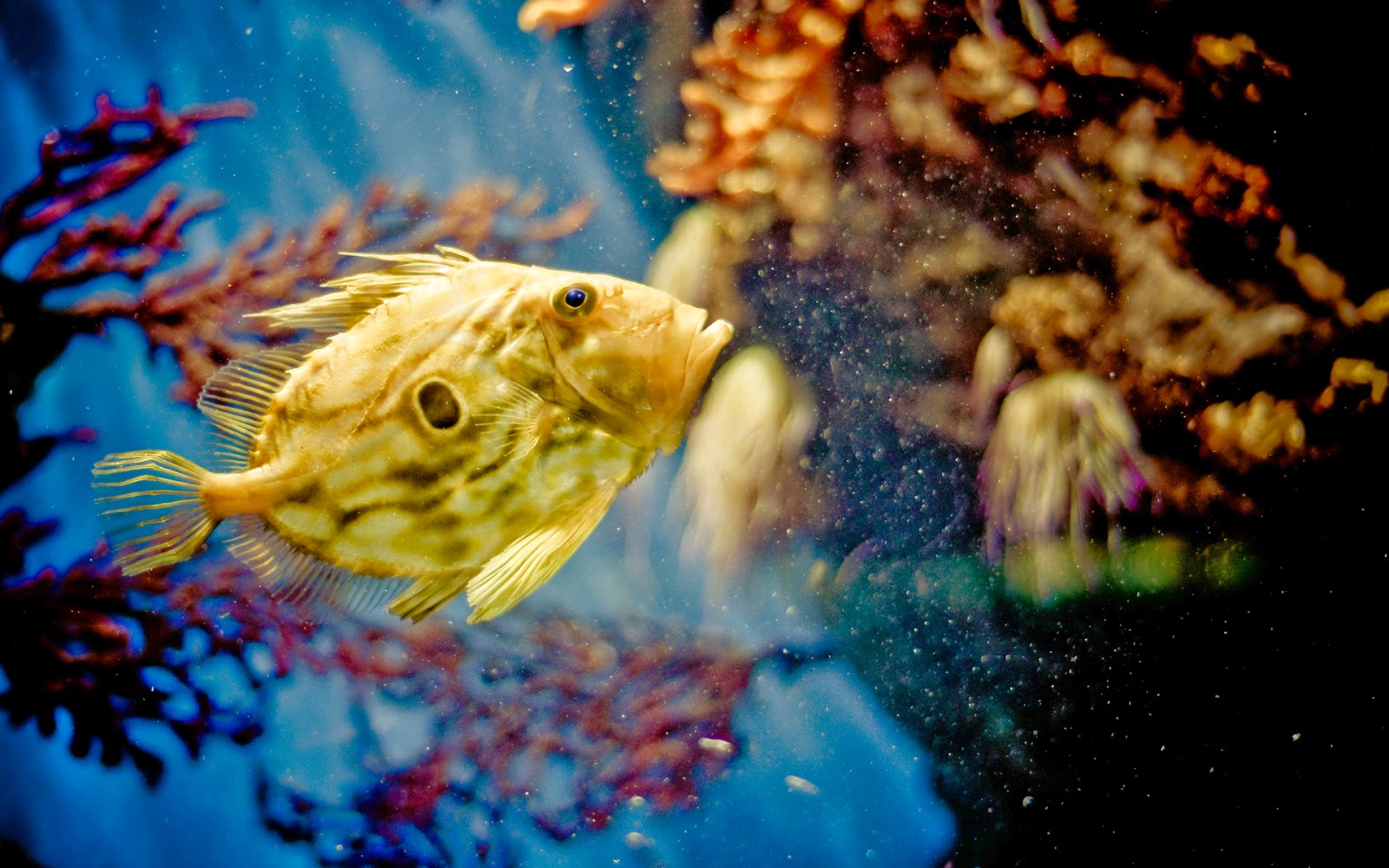 Most Beautiful Colorful Fish HD Pictures Exotic Collection Most Beautiful Colorful Fish HD Pictures Exotic Collection