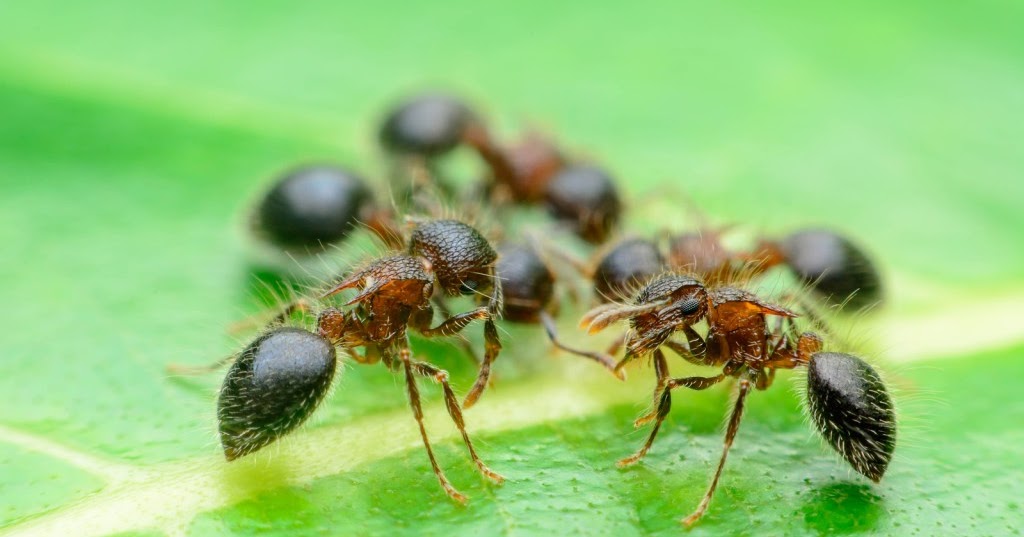 Vamos em frente!: O que podemos aprender com uma formiga?