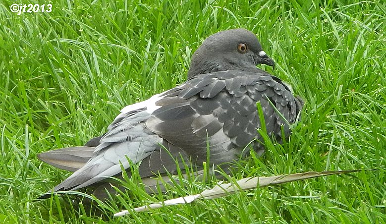 Simply Superb Swans: Laid Back Pigeons