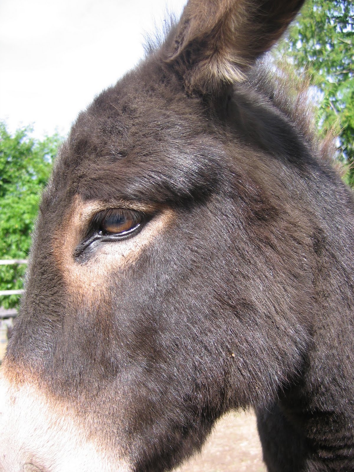 A Donkey Diary: The donkeys today