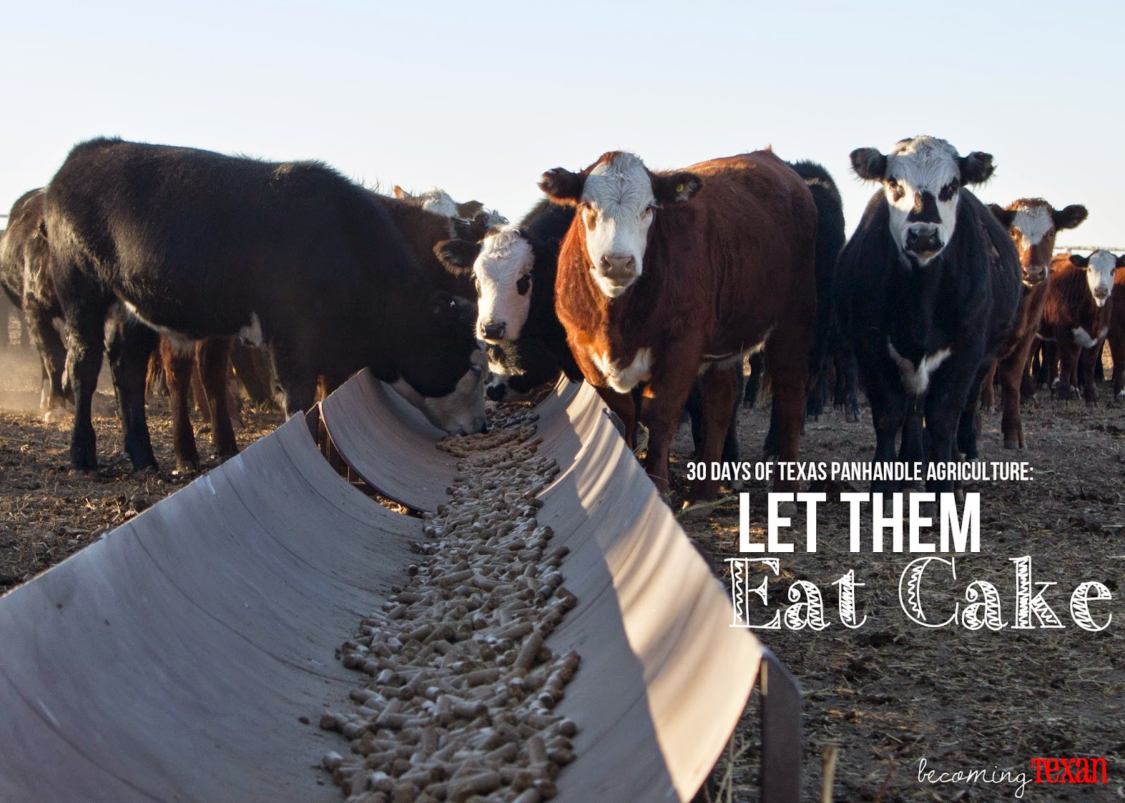 Becoming Texan: Let Them Eat Cake
